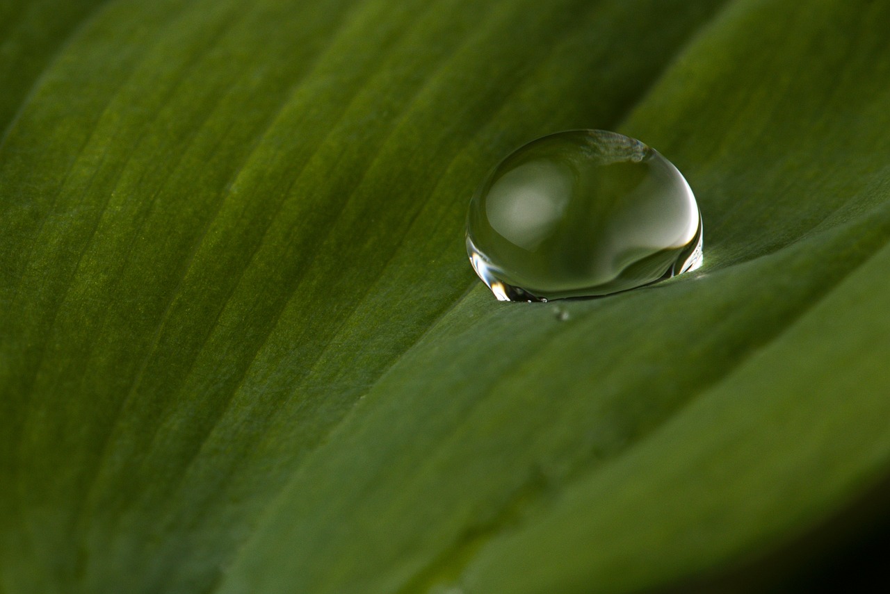 Why Medicinal Plants Matter: 3 Powerful Ways They Shape Modern Health ...
